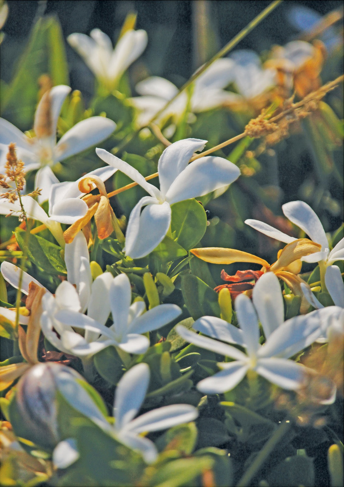 MAYV: Redefining Fashion One Stitch at a Time – Mayv